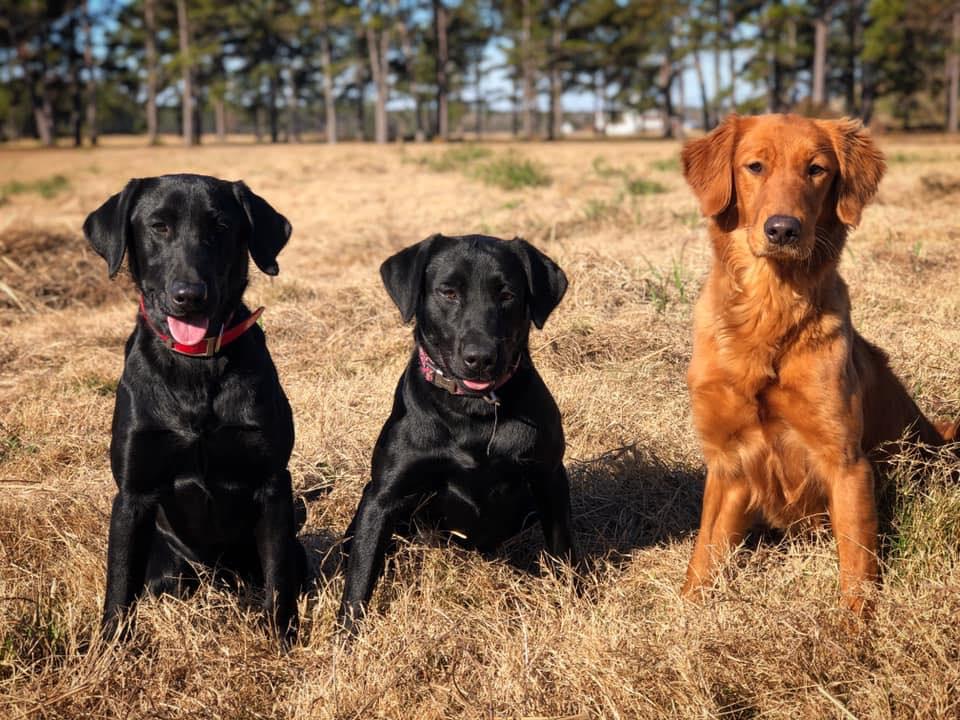 Gold Rush Retrievers in North Carolina | Golden Retriever puppies ...