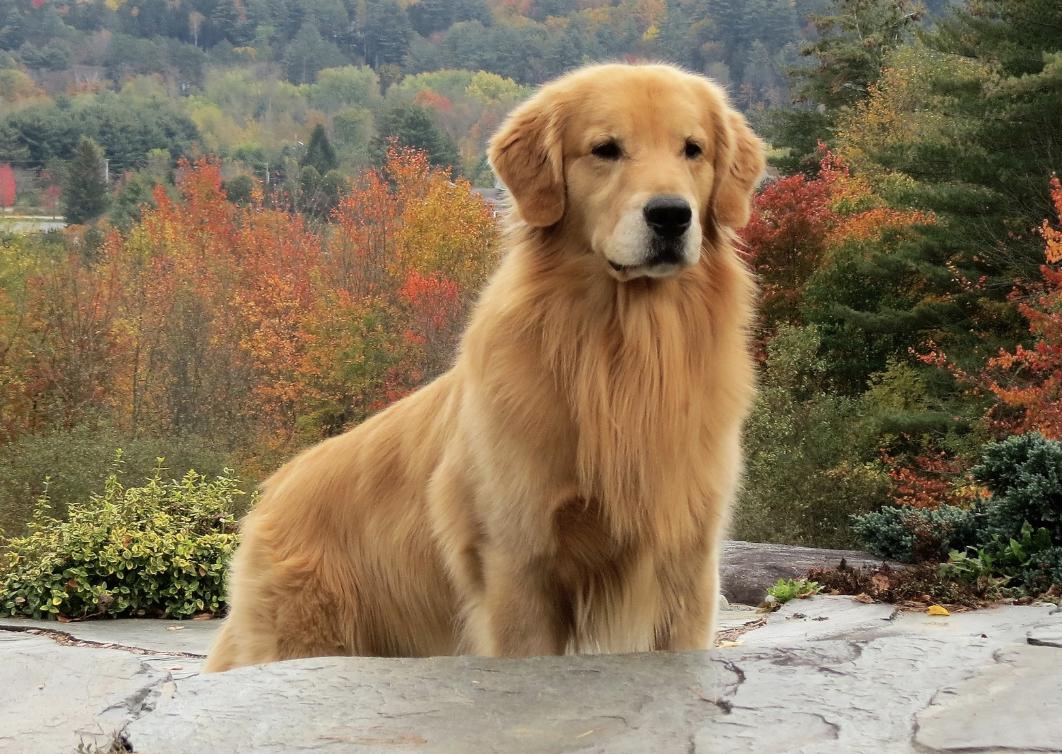 Grey Birch Goldens in Vermont | Golden Retriever puppies | Good Dog