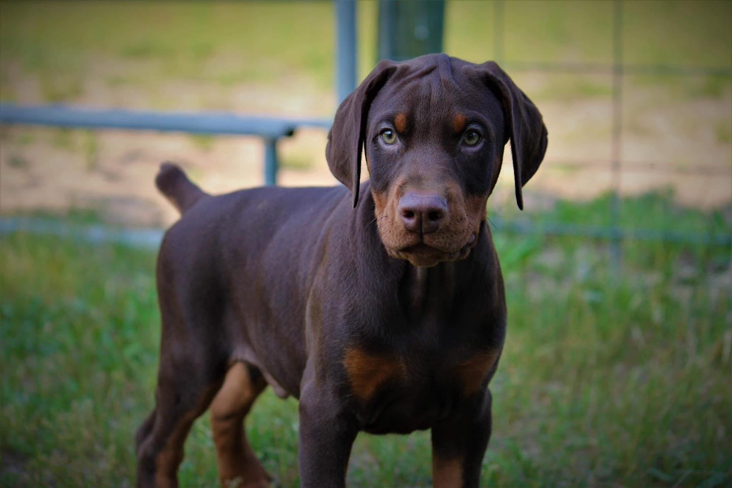 Double River Dobermans in Indiana | Doberman Pinscher puppies | Good Dog