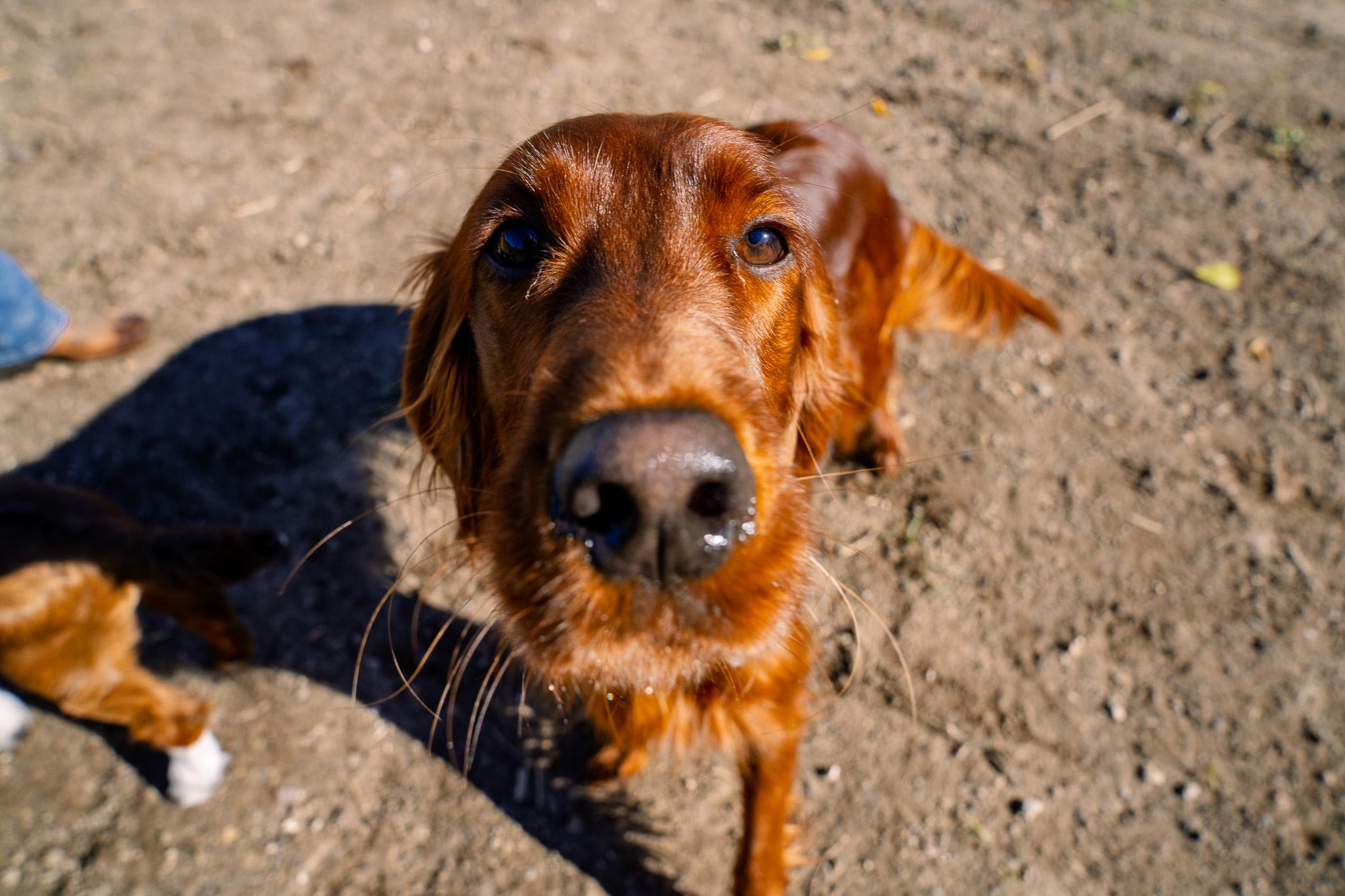 Ol' Red Ranch in Michigan | Irish Setter puppies | Good Dog