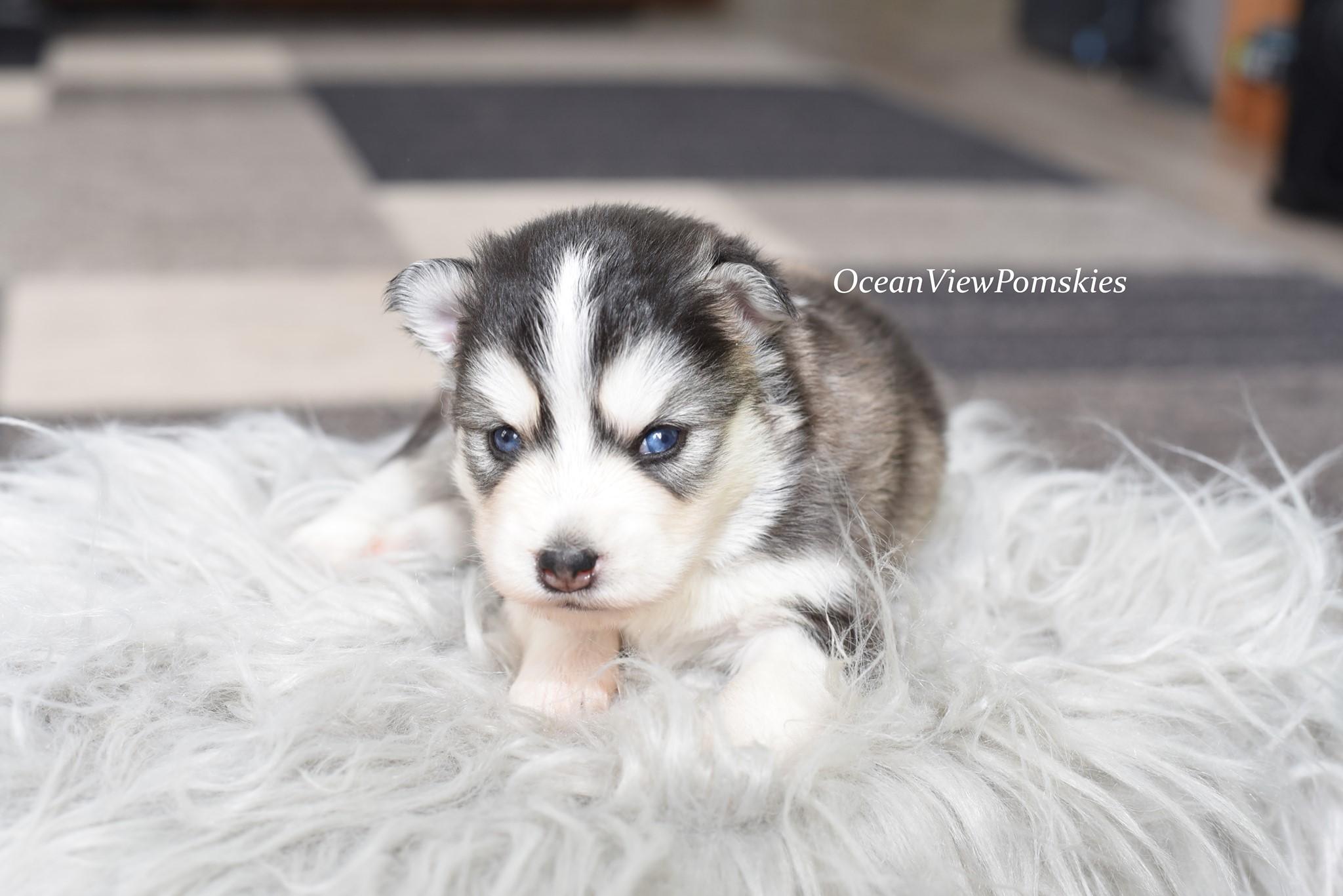 Ocean View Pomskies in Oregon | Pomsky puppies | Good Dog