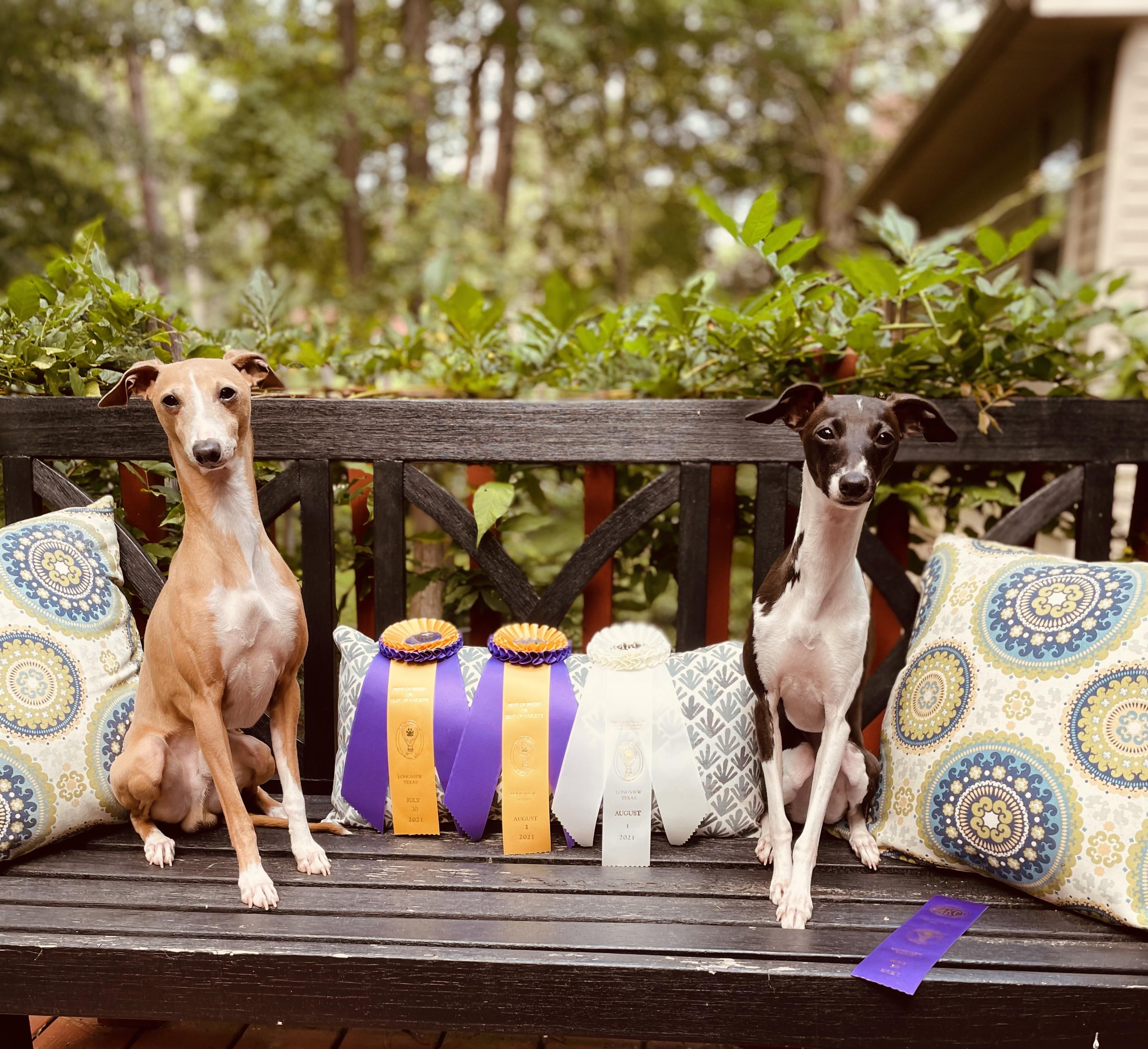 Concordia in Arkansas | German Shorthaired Pointer and Italian ...