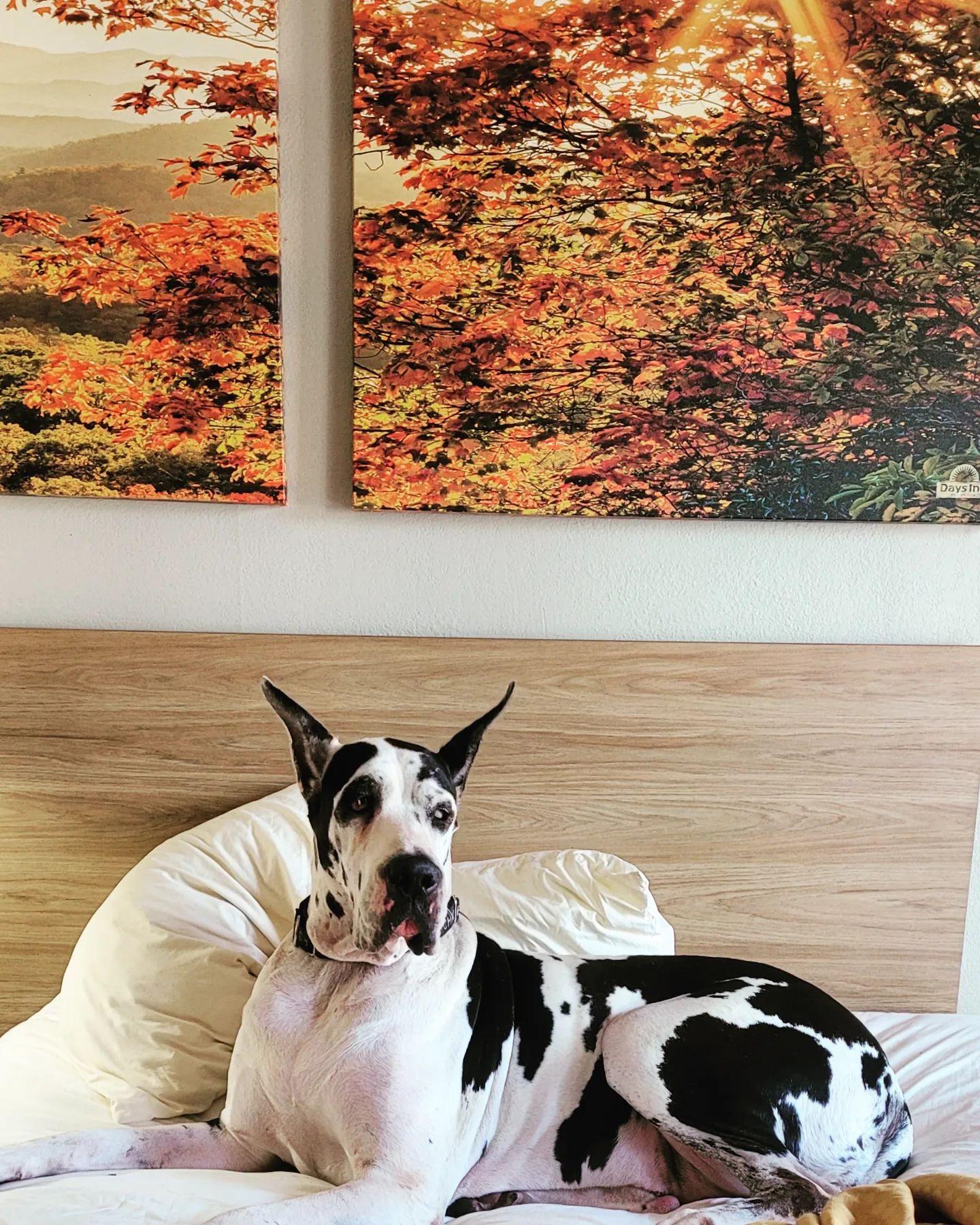 Your Cuddly Companions in Florida | Great Dane puppies | Good Dog