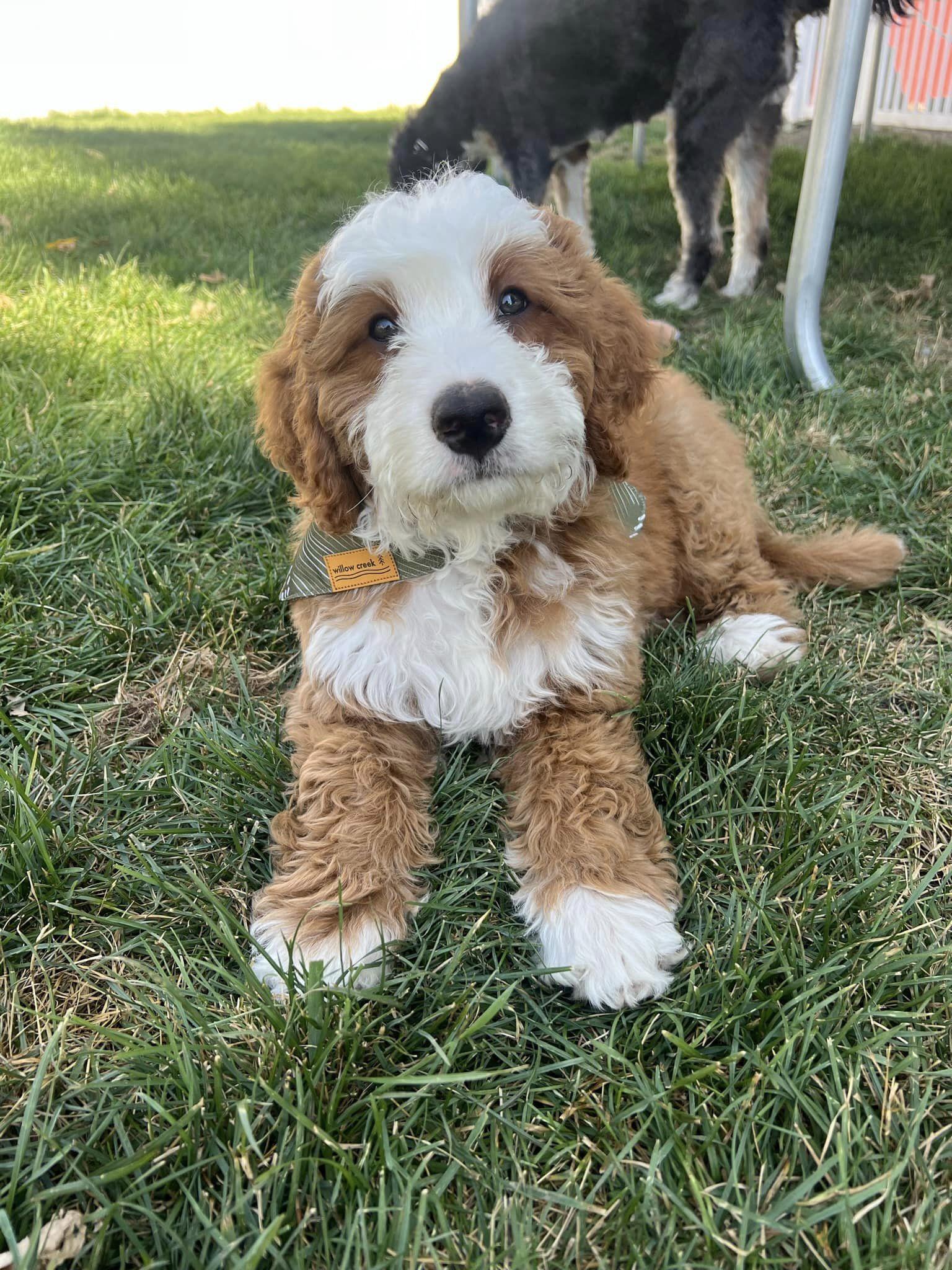 The Berne Barn... it’s a Doodle thing! in Arizona | Bernedoodle puppies ...