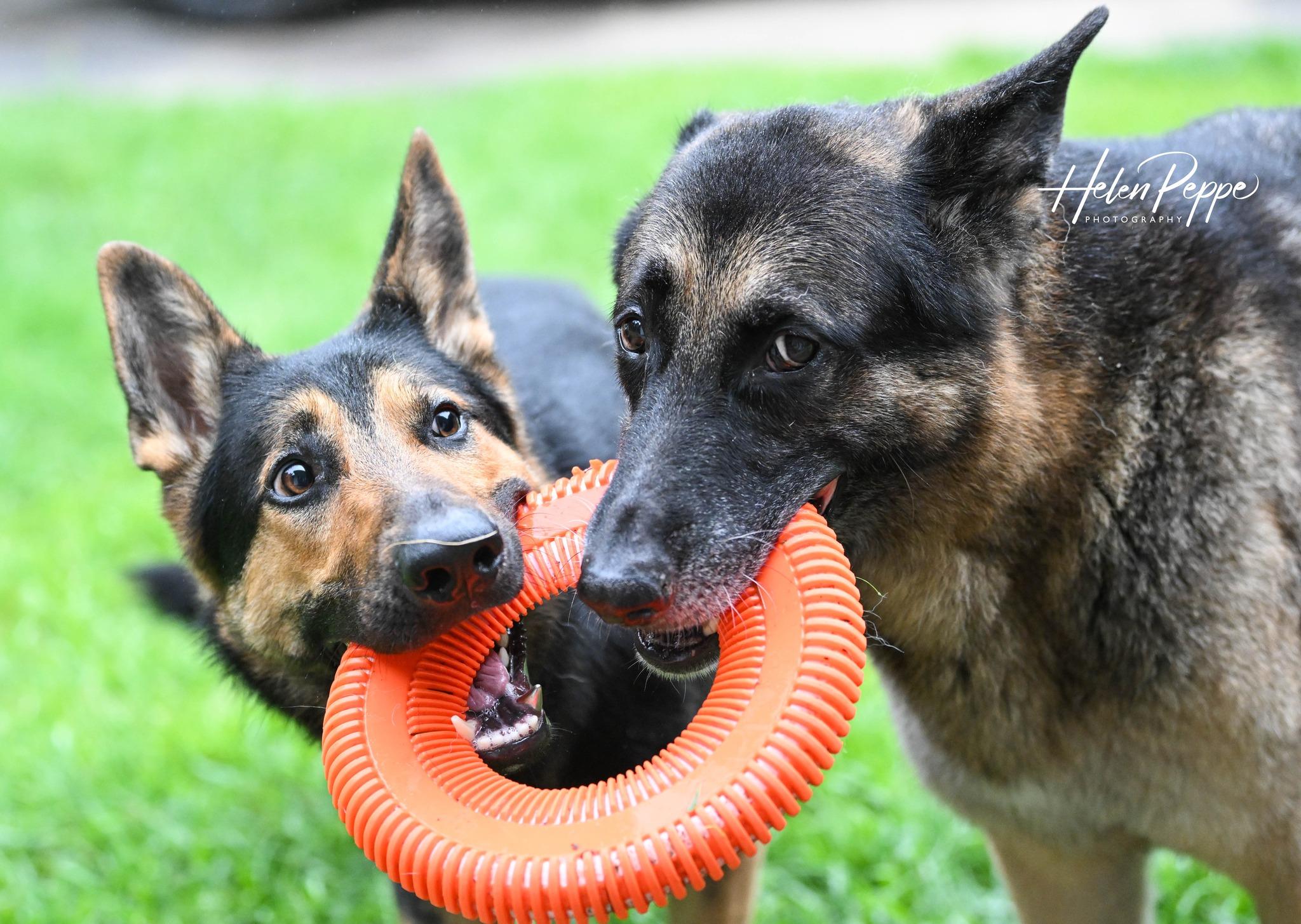 Timber Ridge Shepherds in Maine | German Shepherd puppies | Good Dog