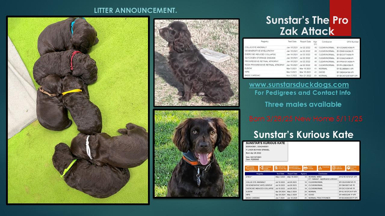 Sunstar Kennel in South Carolina | Boykin Spaniel puppies | Good Dog