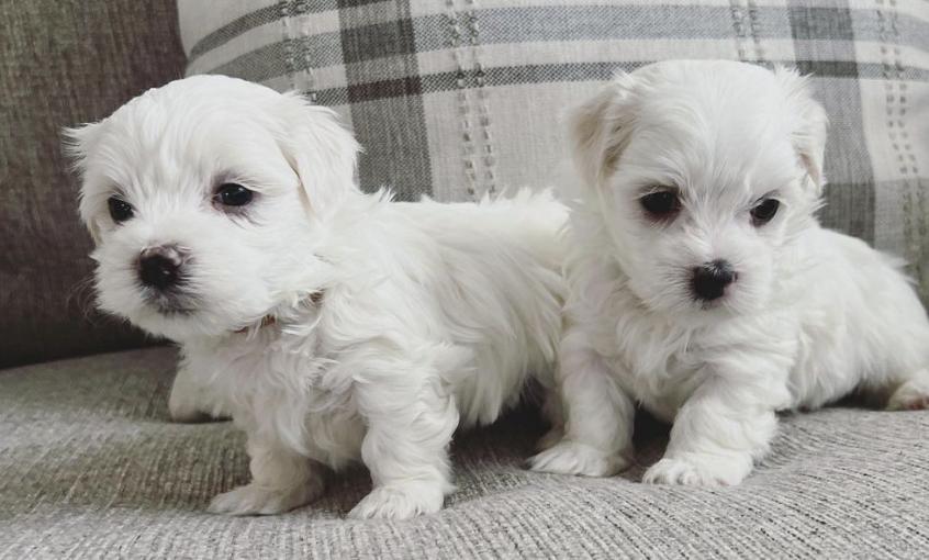TinyPaws in Virginia | Maltese puppies | Good Dog