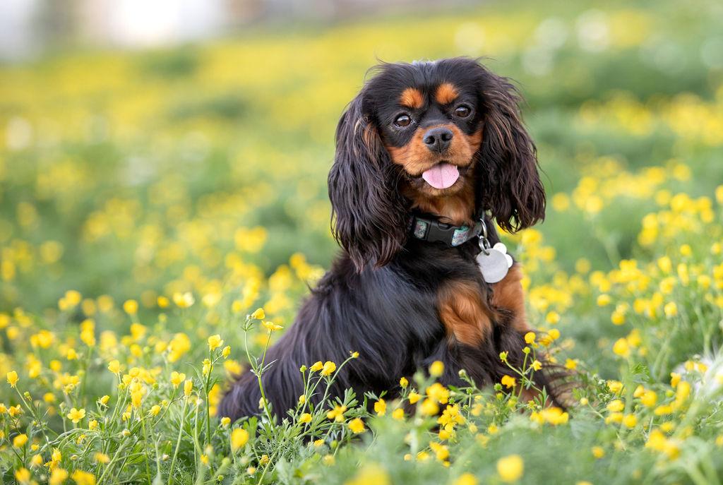 Country Chic Cavaliers in Oregon | Cavalier King Charles Spaniel ...