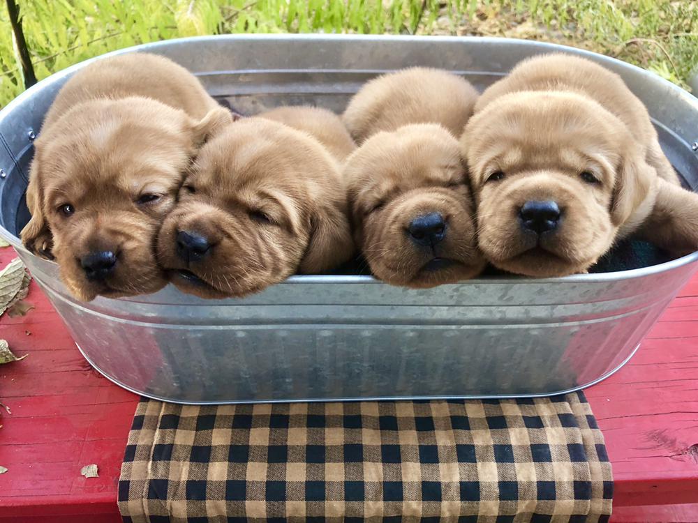 Revelation Labradors in Iowa | Labrador Retriever puppies | Good Dog