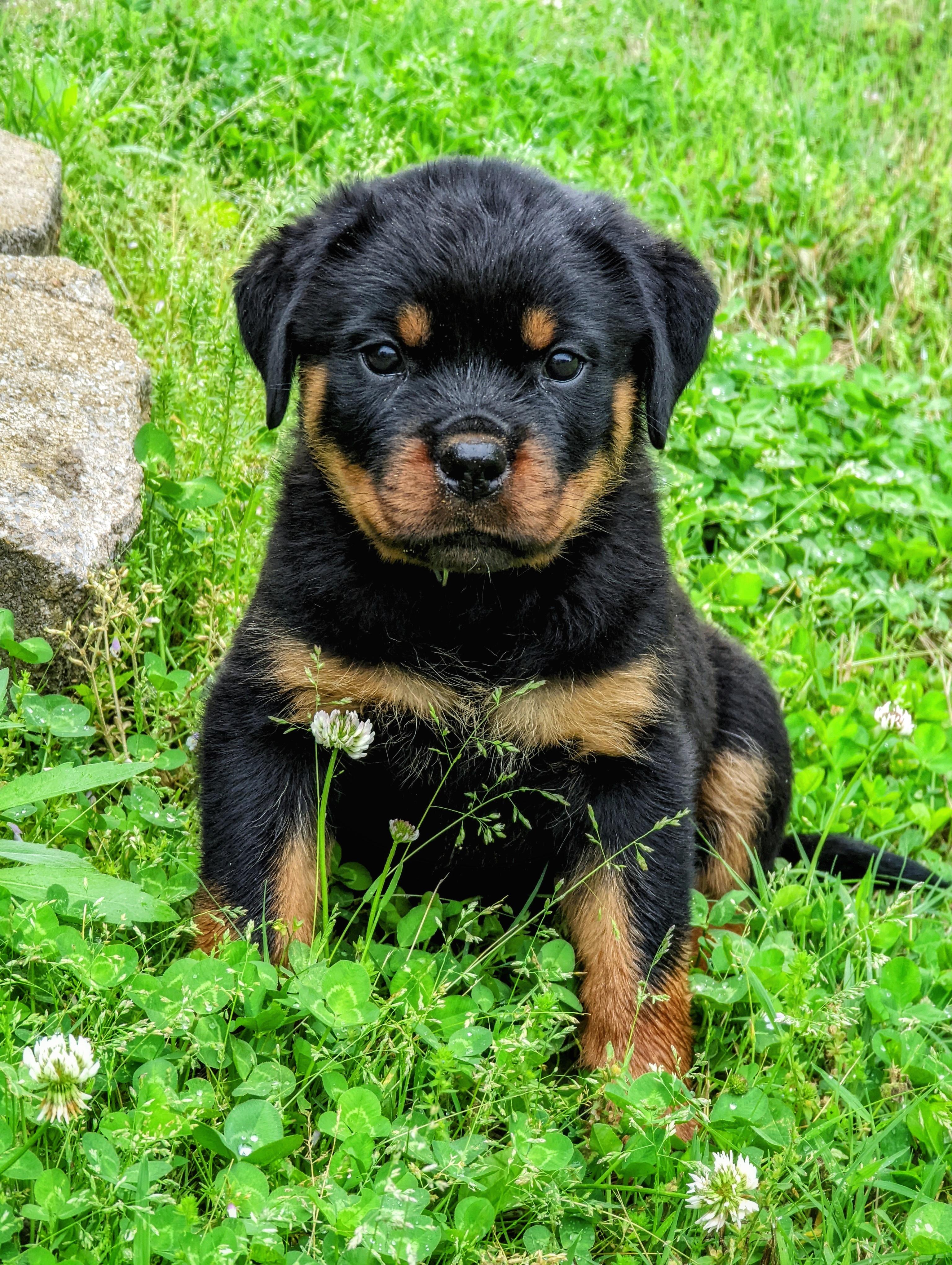 Vom Bruderhof Rottweilers in Kentucky | Rottweiler puppies | Good Dog