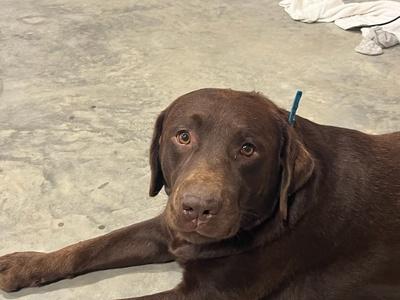 Mckenney Kennels in Virginia | Labrador Retriever puppies | Good Dog