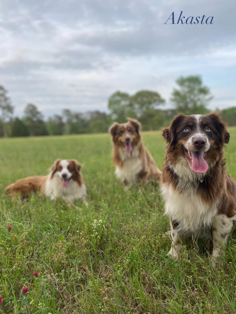 Akasta Aussies in Texas | Miniature Australian Shepherd puppies | Good Dog