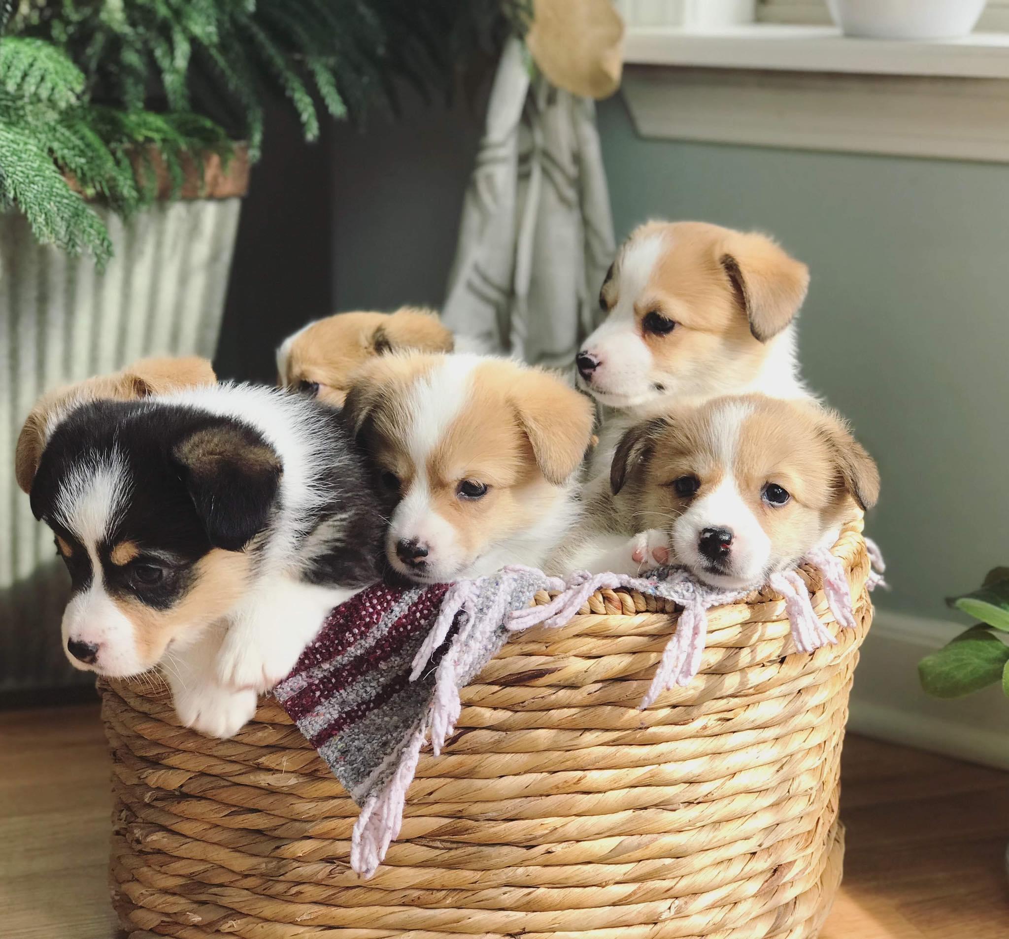 Wiggle B Ranch Corgis in Tennessee | Pembroke Welsh Corgi puppies ...