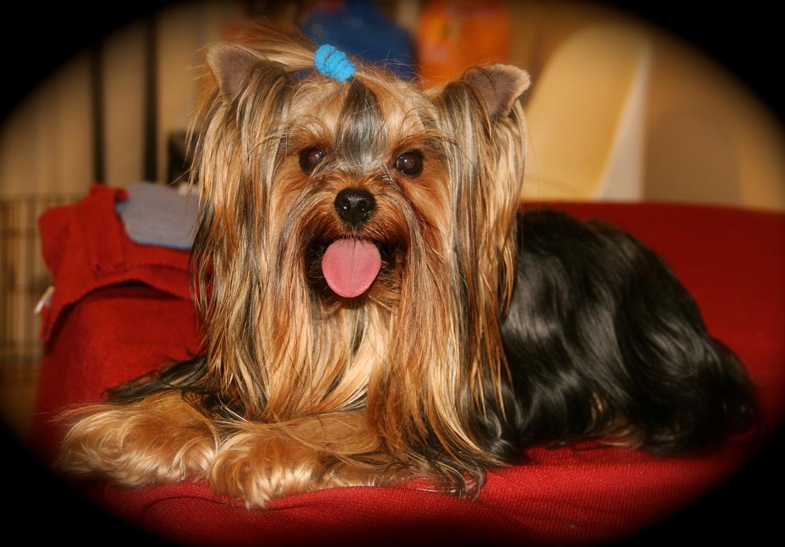 Liz's Best Yorkies in Utah | Yorkshire Terrier puppies | Good Dog