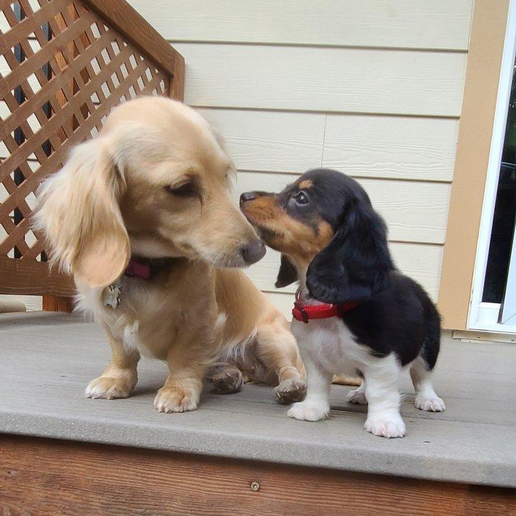 Discovery Dachs in Idaho | Dachshund puppies | Good Dog