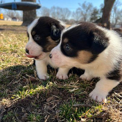 Bourbon Corgis in Kansas | Pembroke Welsh Corgi puppies | Good Dog