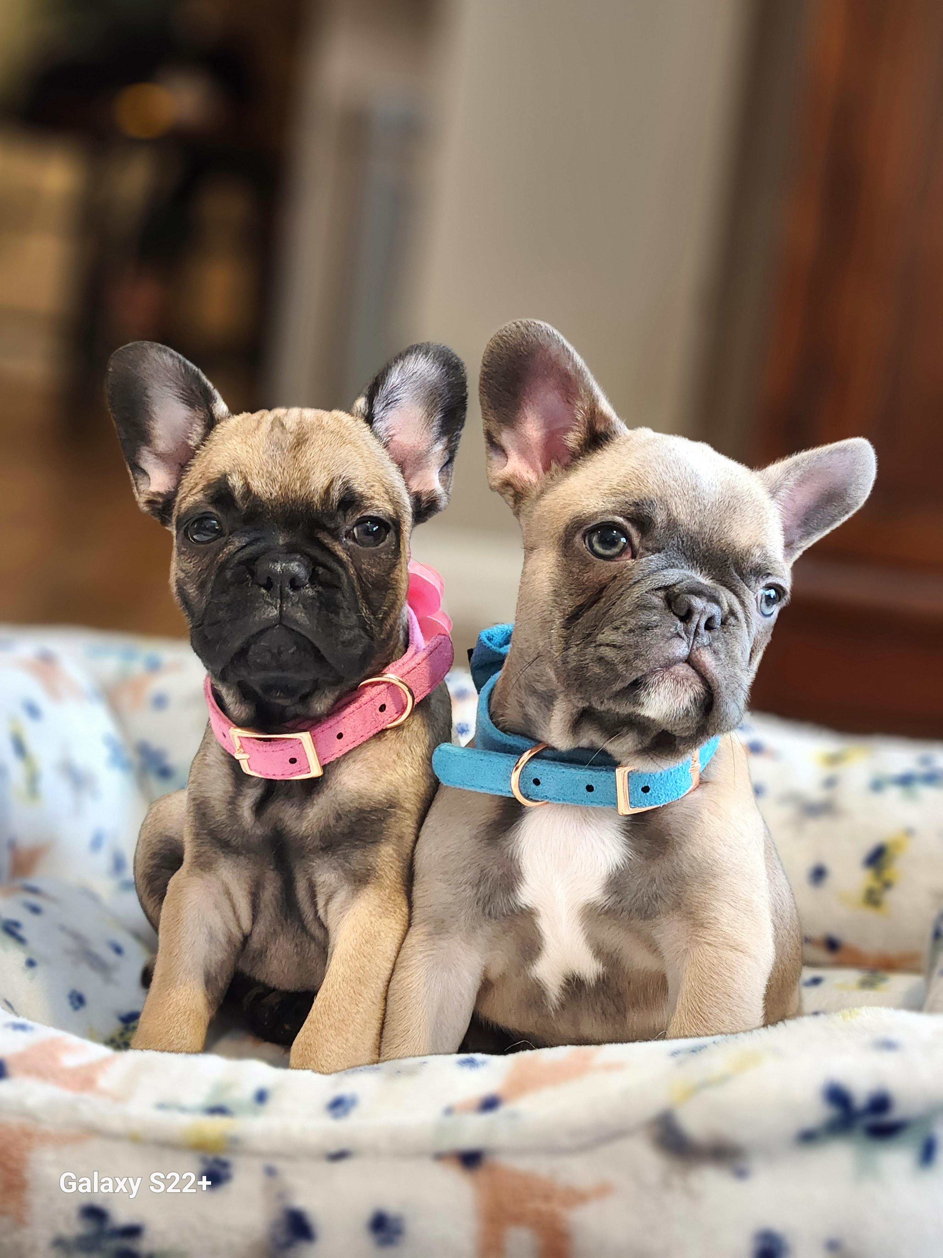 Michigan Frenchies in Michigan | French Bulldog puppies | Good Dog