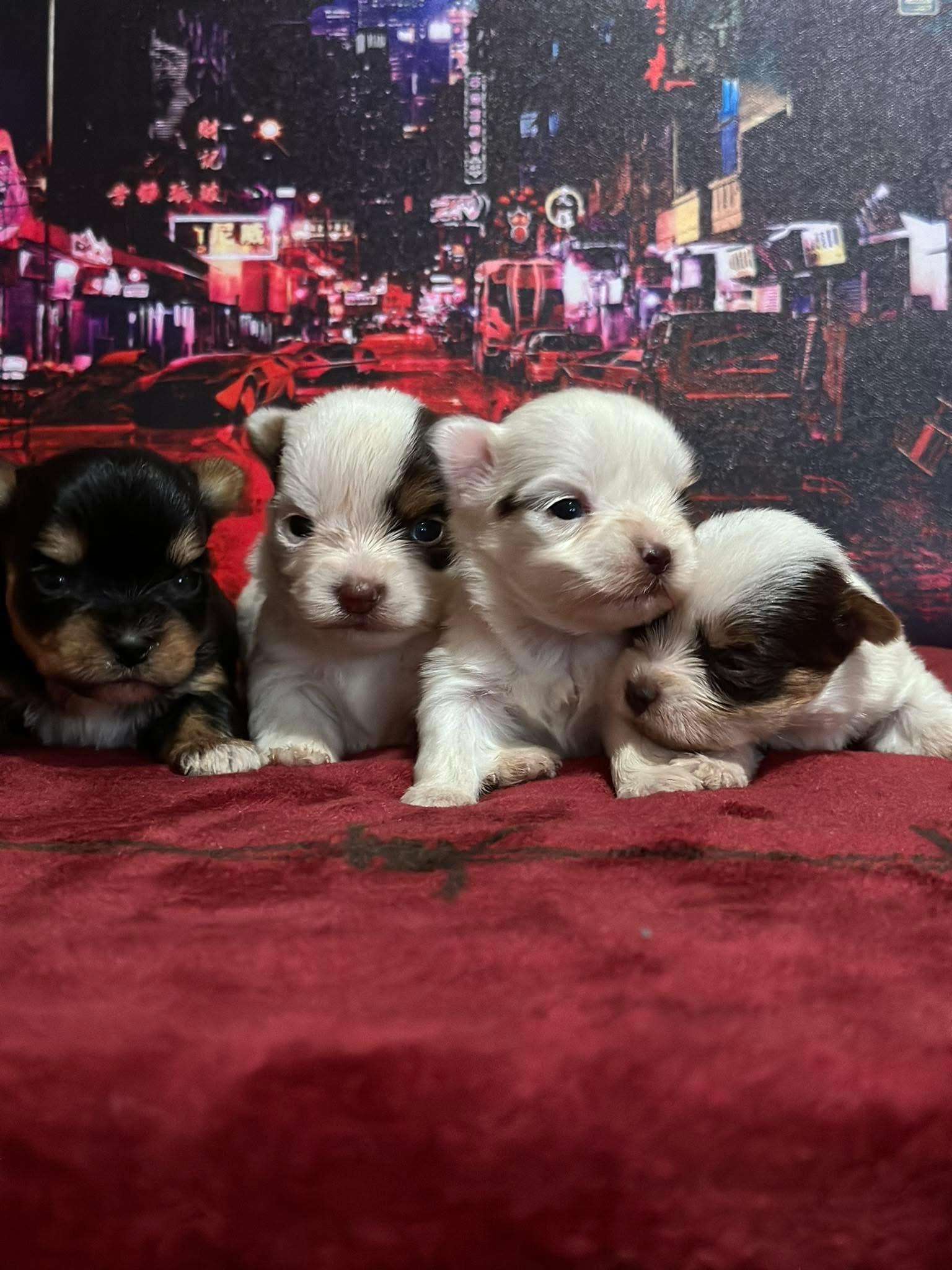 K's Luxurious Yorkies in Arkansas | Yorkshire Terrier puppies | Good Dog
