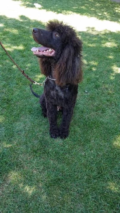 TopKnotz Irish Water Spaniels in Idaho | Irish Water Spaniel puppies ...