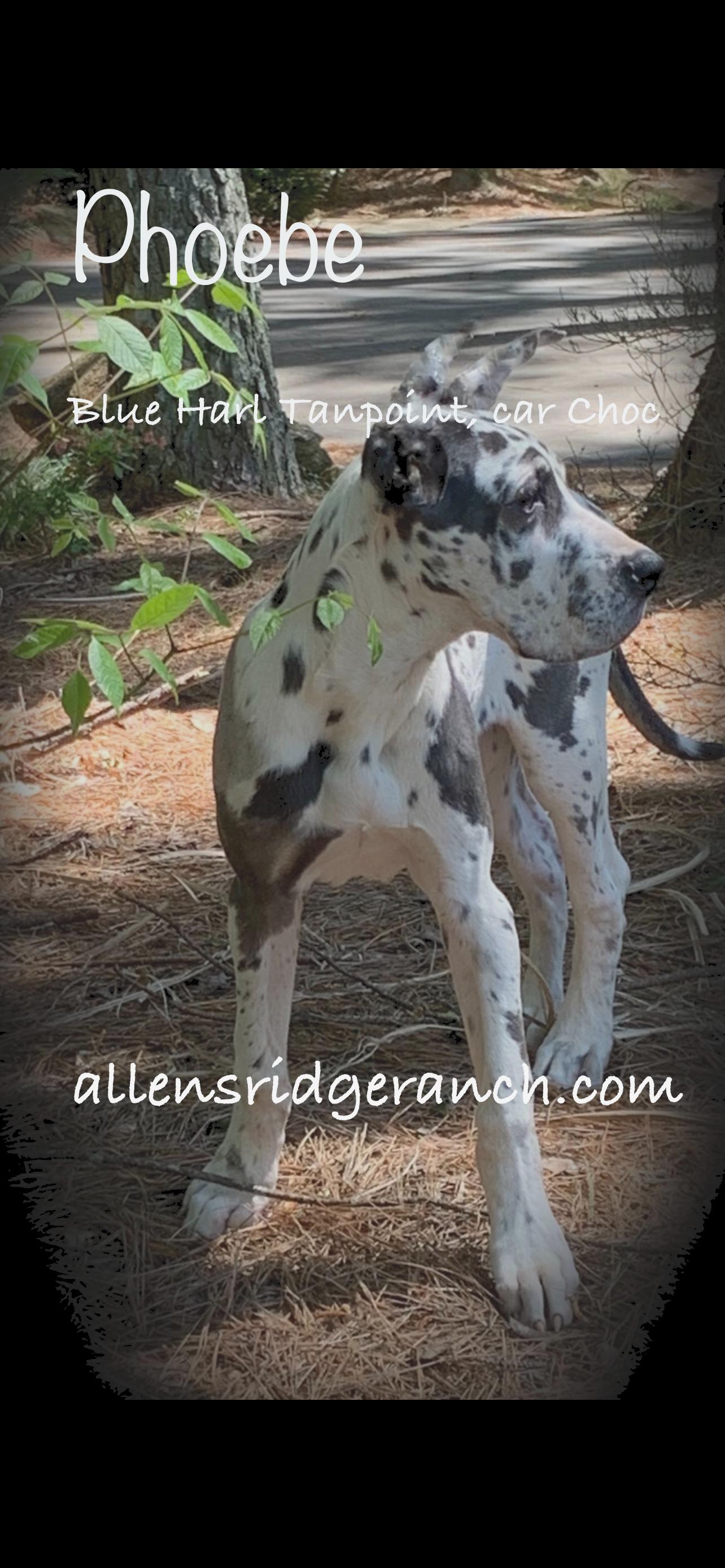 Allen’s Ridge Ranch in South Carolina | Great Dane puppies | Good Dog