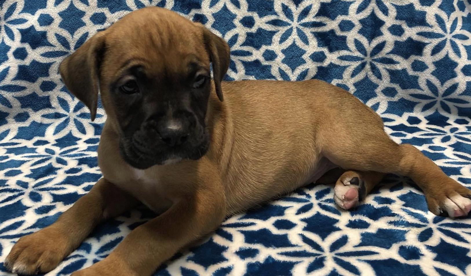 Carters Boxer Babies in Florida | Boxer puppies | Good Dog