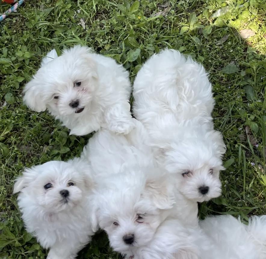 A Loving’s Maltese in Texas | Maltese puppies | Good Dog