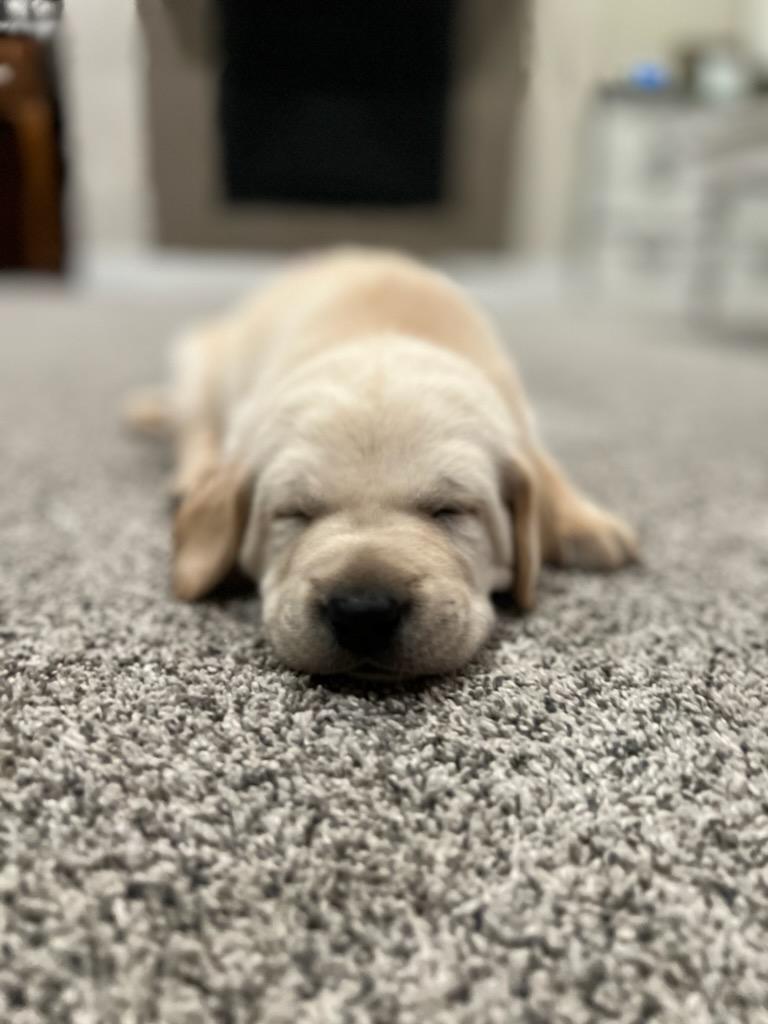 Wagner Labradors in Utah | Labrador Retriever puppies | Good Dog