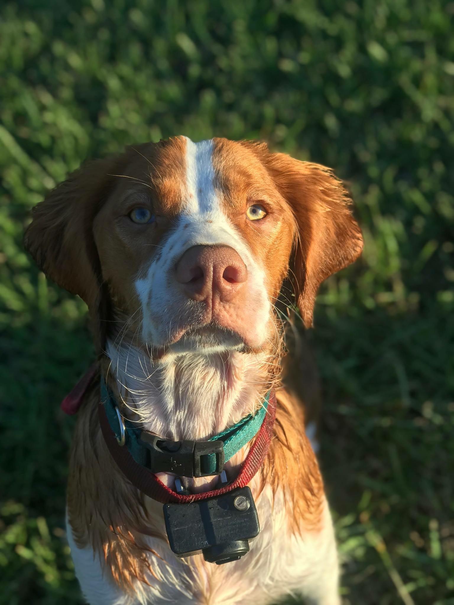 Reas’s Brittany’s of Middle Georgia in Georgia | Brittany puppies ...