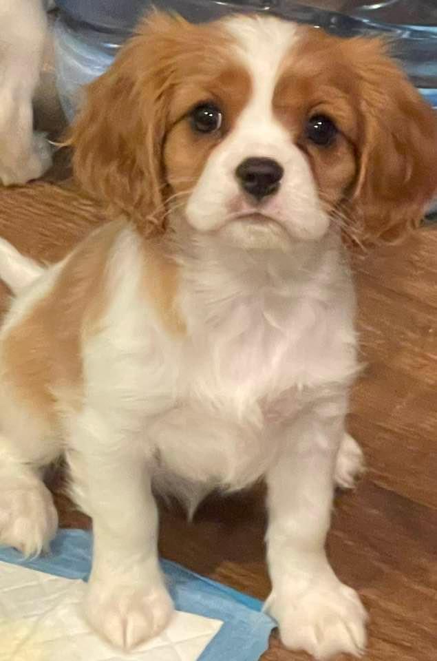 Misty Meadow Cavaliers in South Carolina | Cavalier King Charles ...