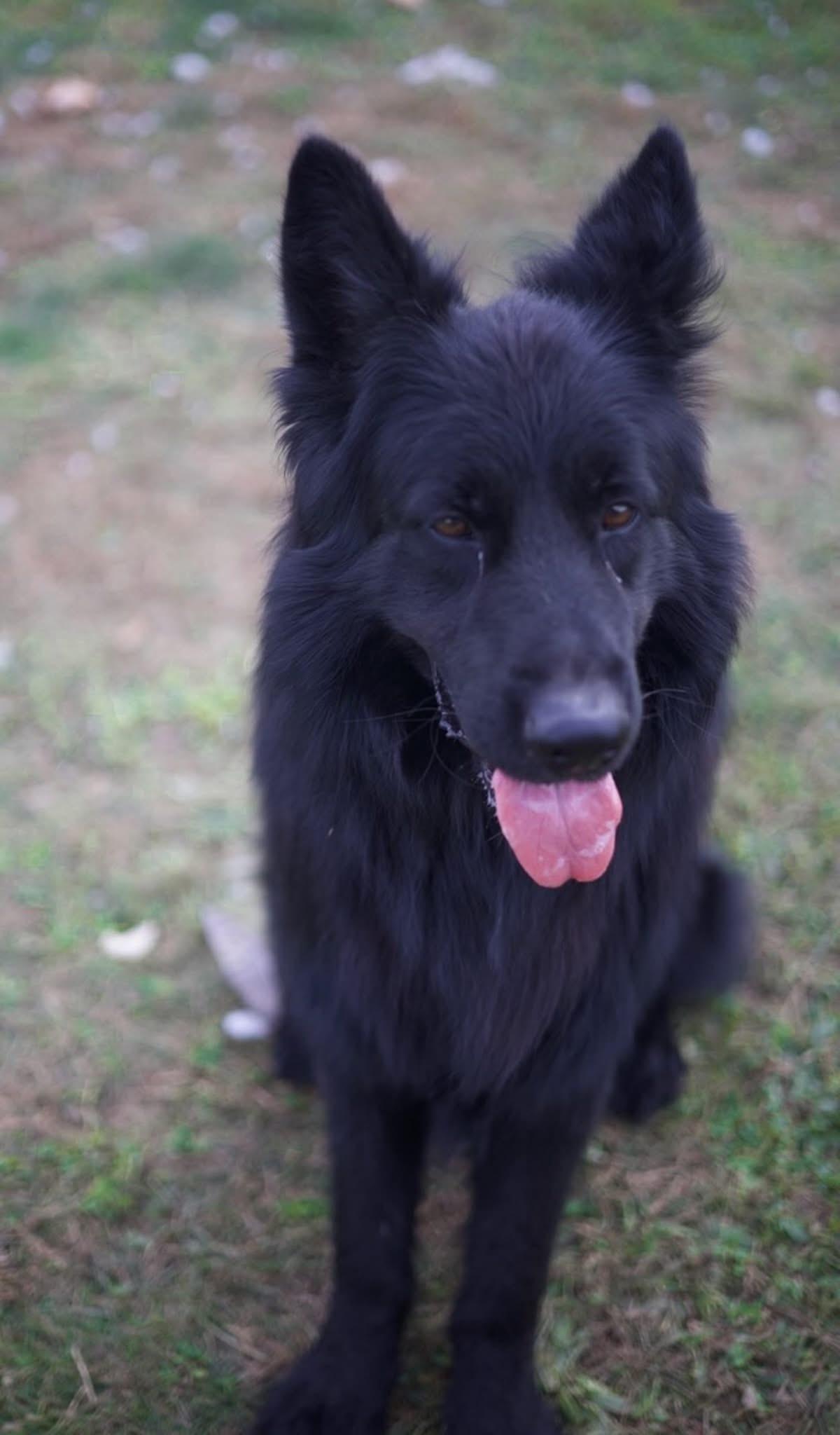 Jessica's German Shepherds in Indiana | German Shepherd puppies | Good Dog