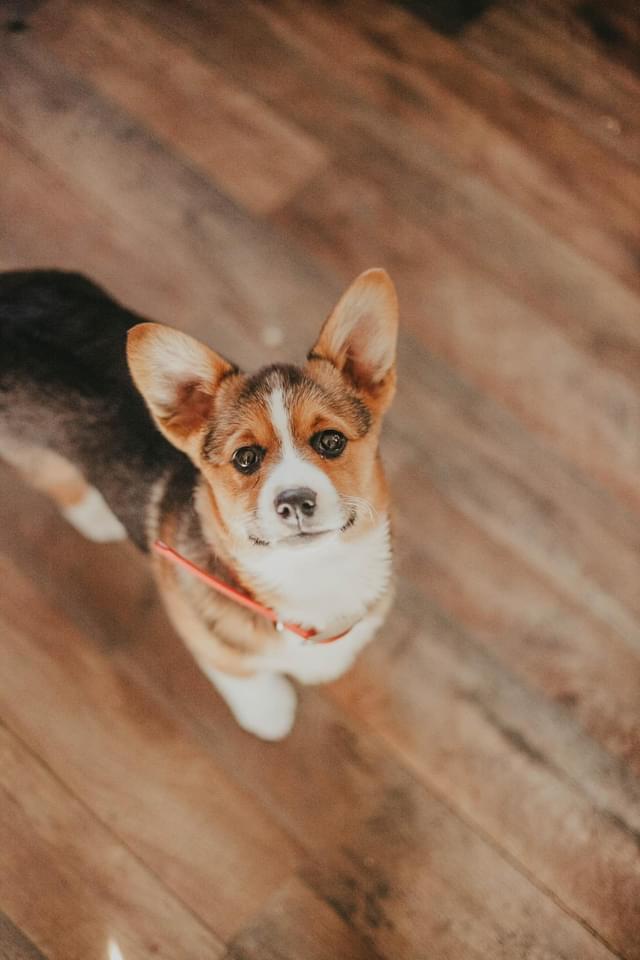 Kohlman’s Corgis in Indiana | Pembroke Welsh Corgi puppies | Good Dog