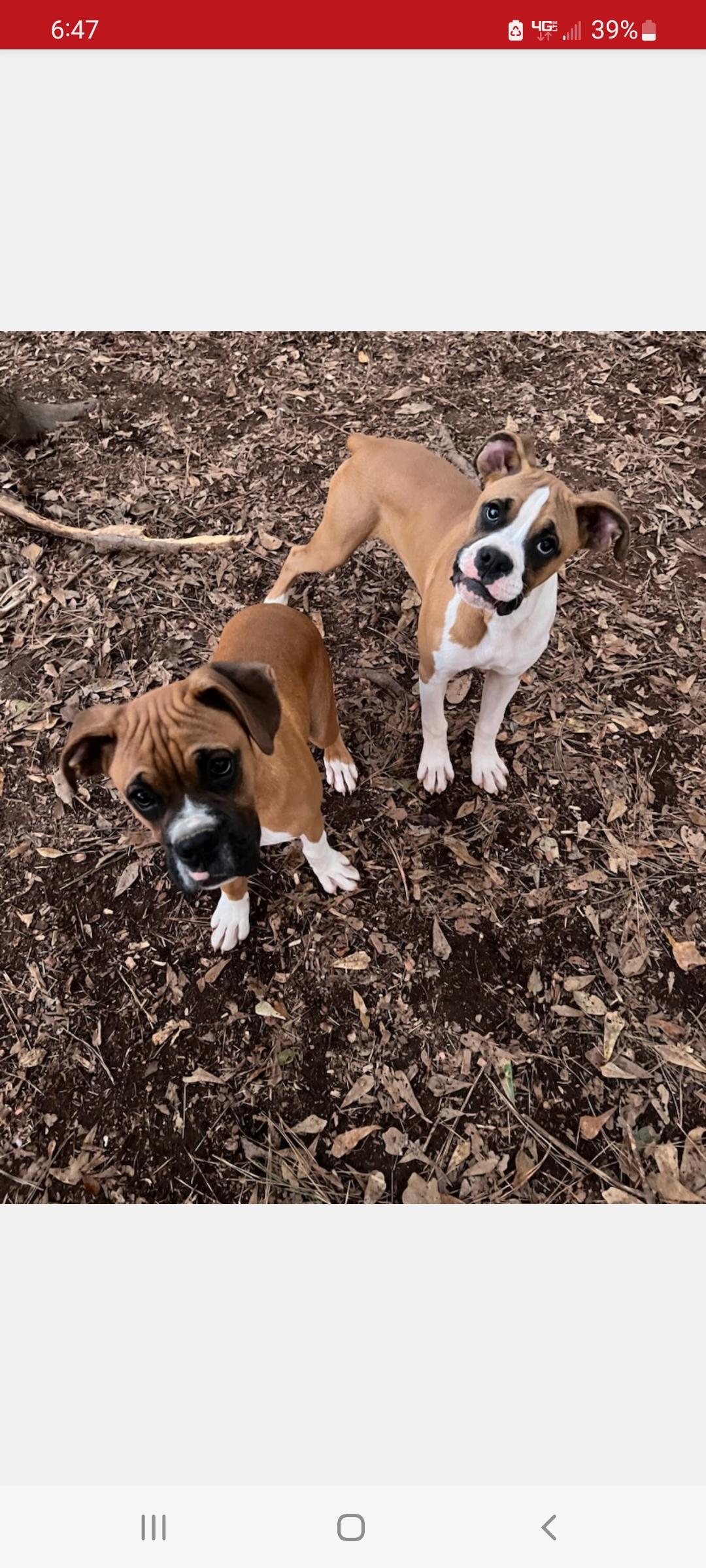 Suarez AKC Boxers LLC in Georgia | Boxer puppies | Good Dog