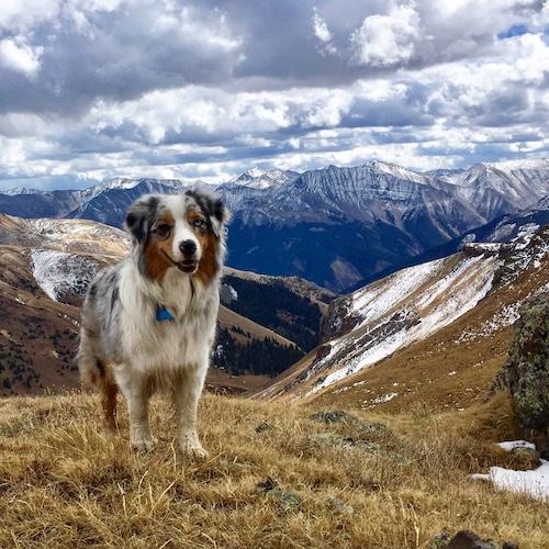 Skyray Aussies in Colorado | Australian Shepherd puppies | Good Dog