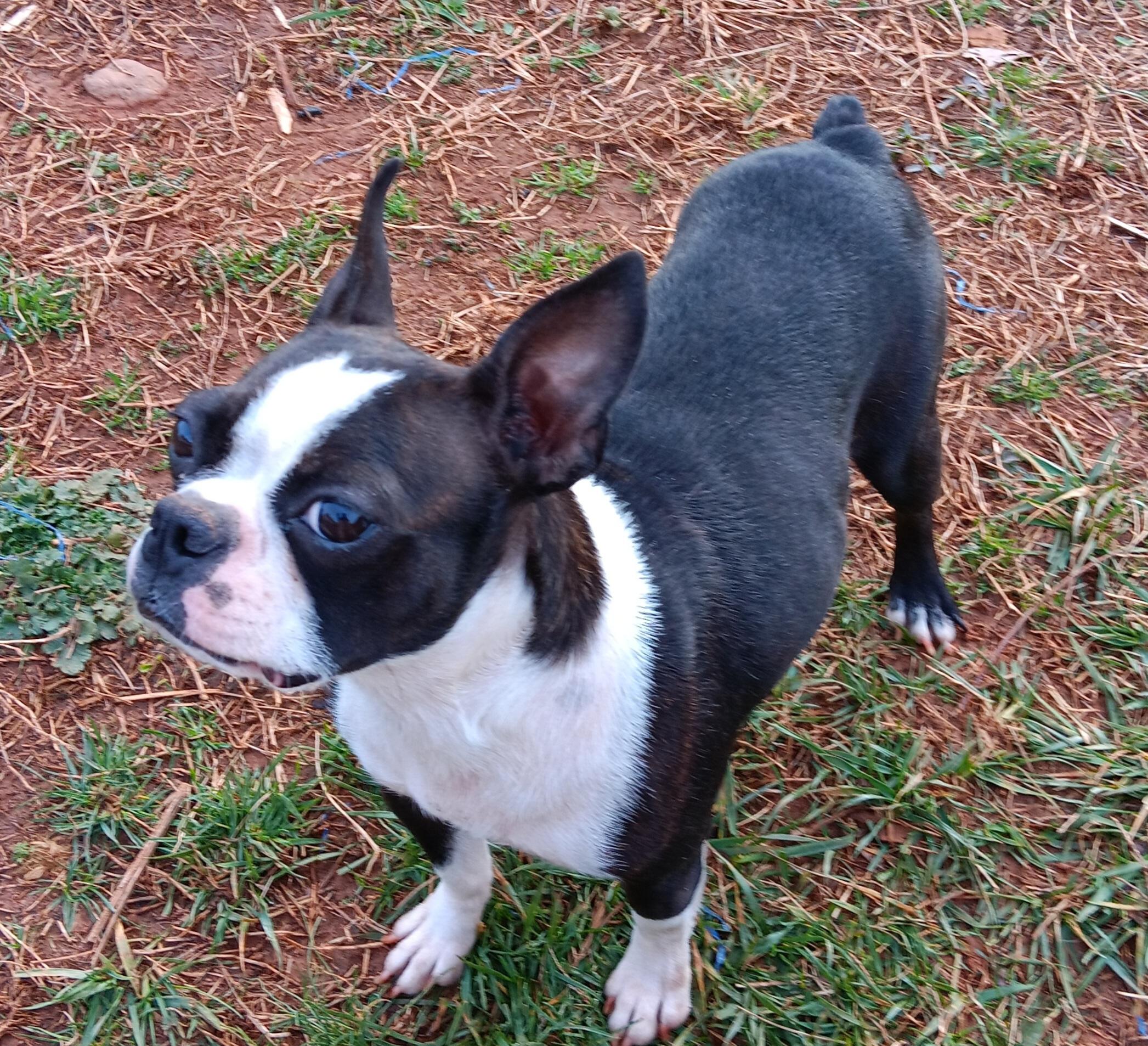 Battlefield Kennels in South Carolina | Boston Terrier and Pembroke ...