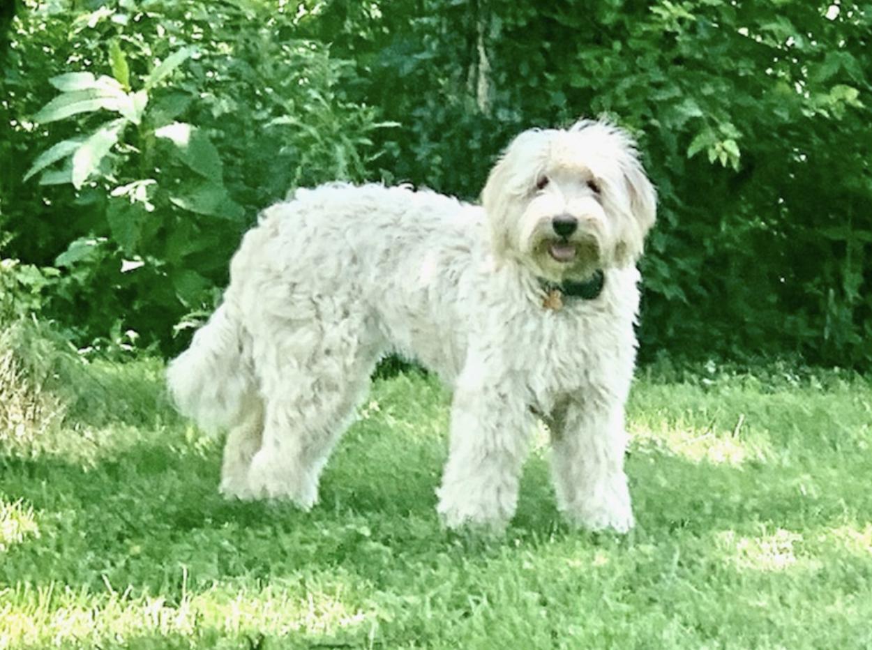 Queen City Goldendoodles in Ohio | Goldendoodle puppies | Good Dog