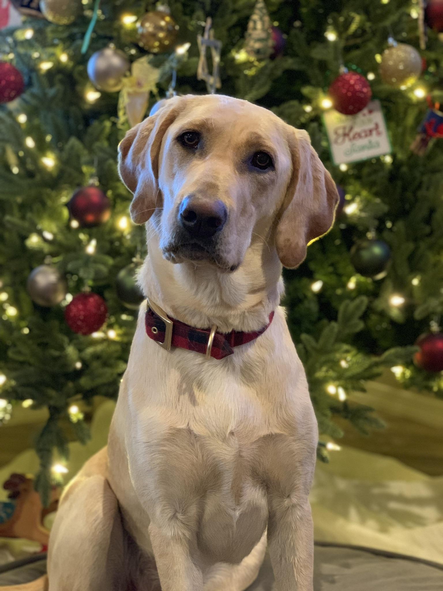 Blackbird Labradors in Arizona | Labrador Retriever puppies | Good Dog