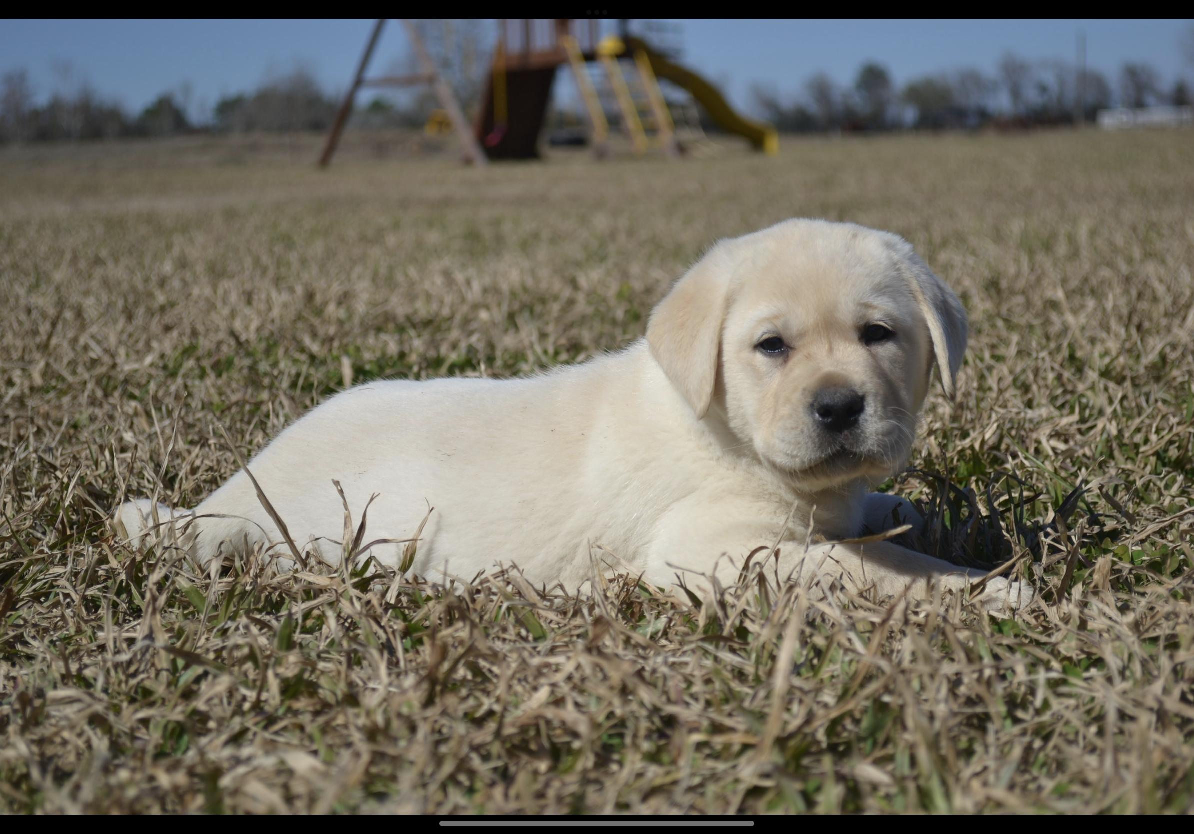 BOI Gulf Coast Labradors in Texas | Labrador Retriever puppies | Good Dog