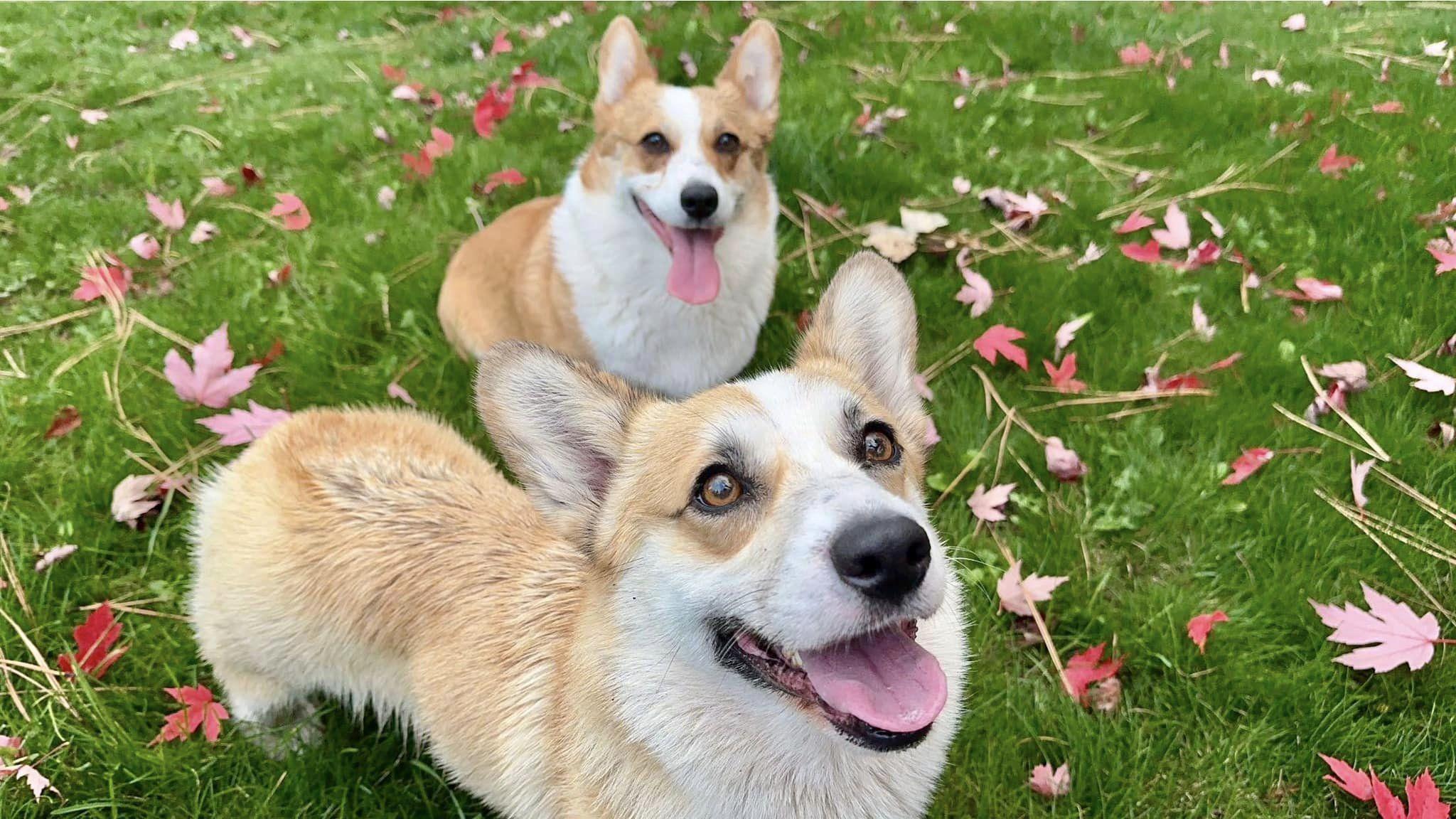 Montana Bucking Corgi in Montana | Pembroke Welsh Corgi puppies | Good Dog