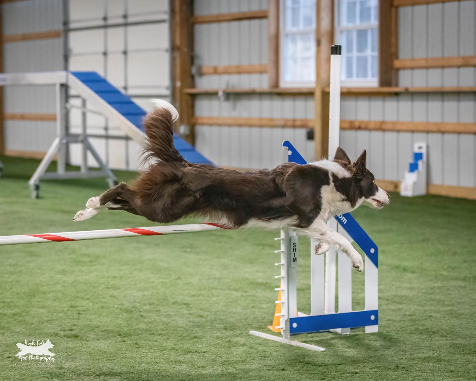 Sona Kennels in New Jersey | Border Collie and Golden Retriever puppies ...
