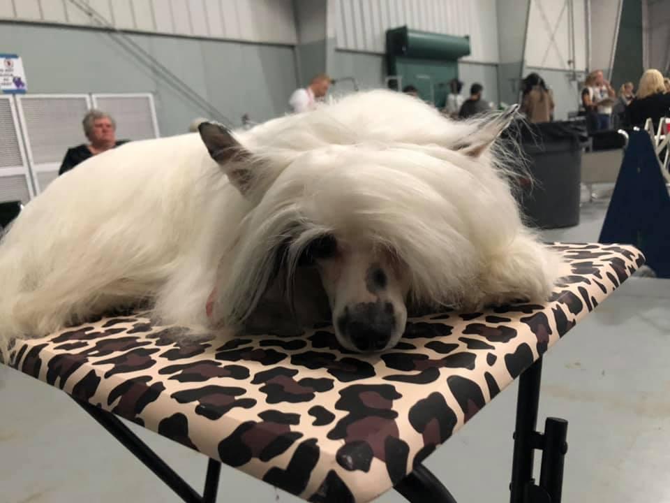 Posh Poodles & Chinese Cresteds in Florida | Chinese Crested and Poodle ...