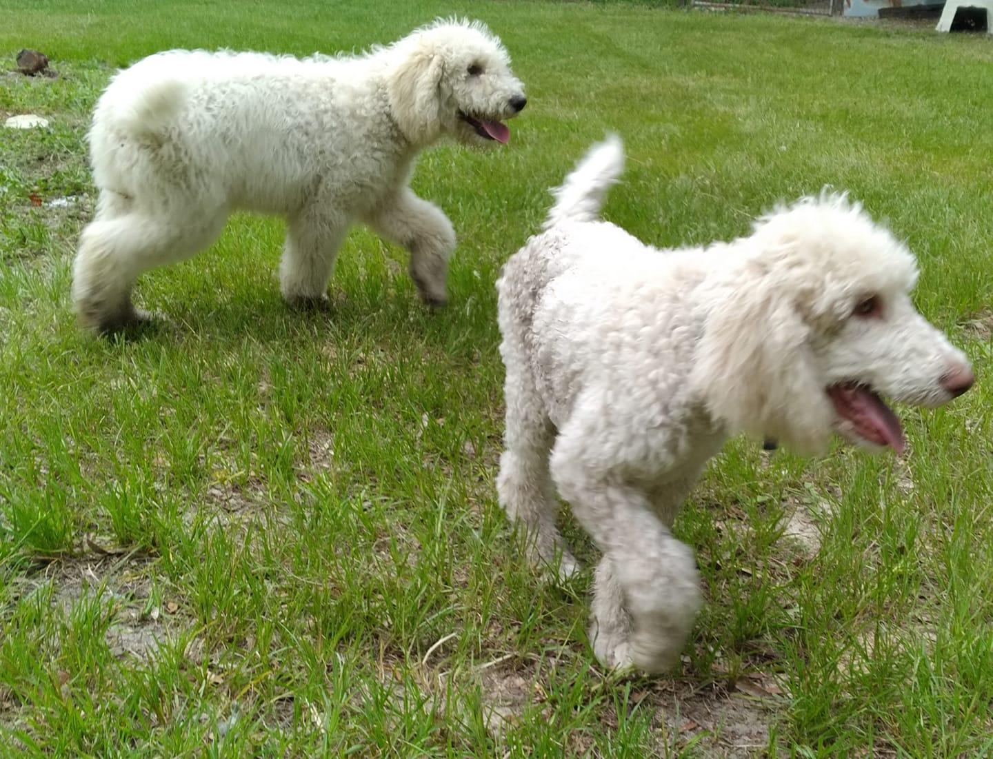 Rocking M Standard Poodles in Florida | Poodle puppies | Good Dog