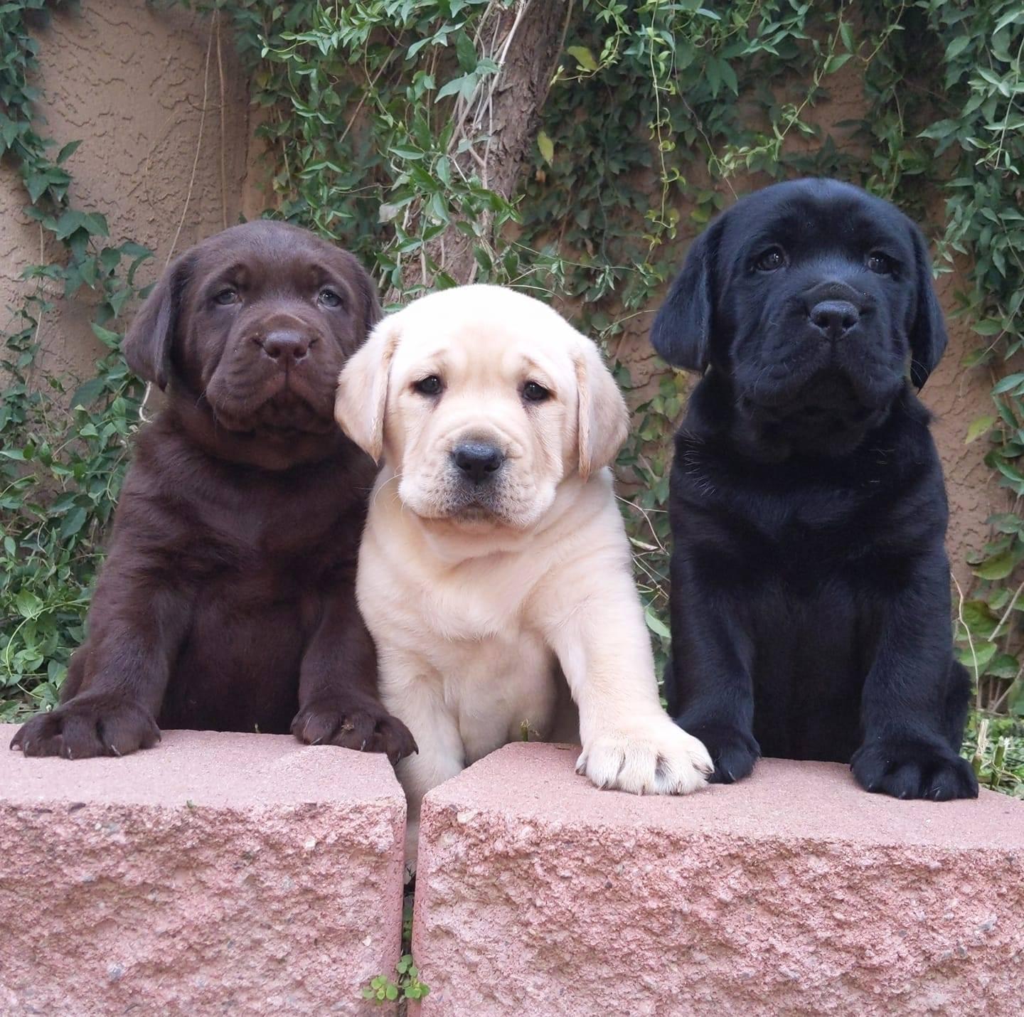 Daisy Mountain Labs in Arizona | Labrador Retriever puppies | Good Dog