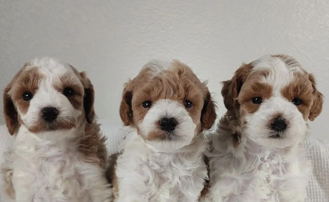 Crimson Ridge Poodles in Utah | Poodle puppies | Good Dog