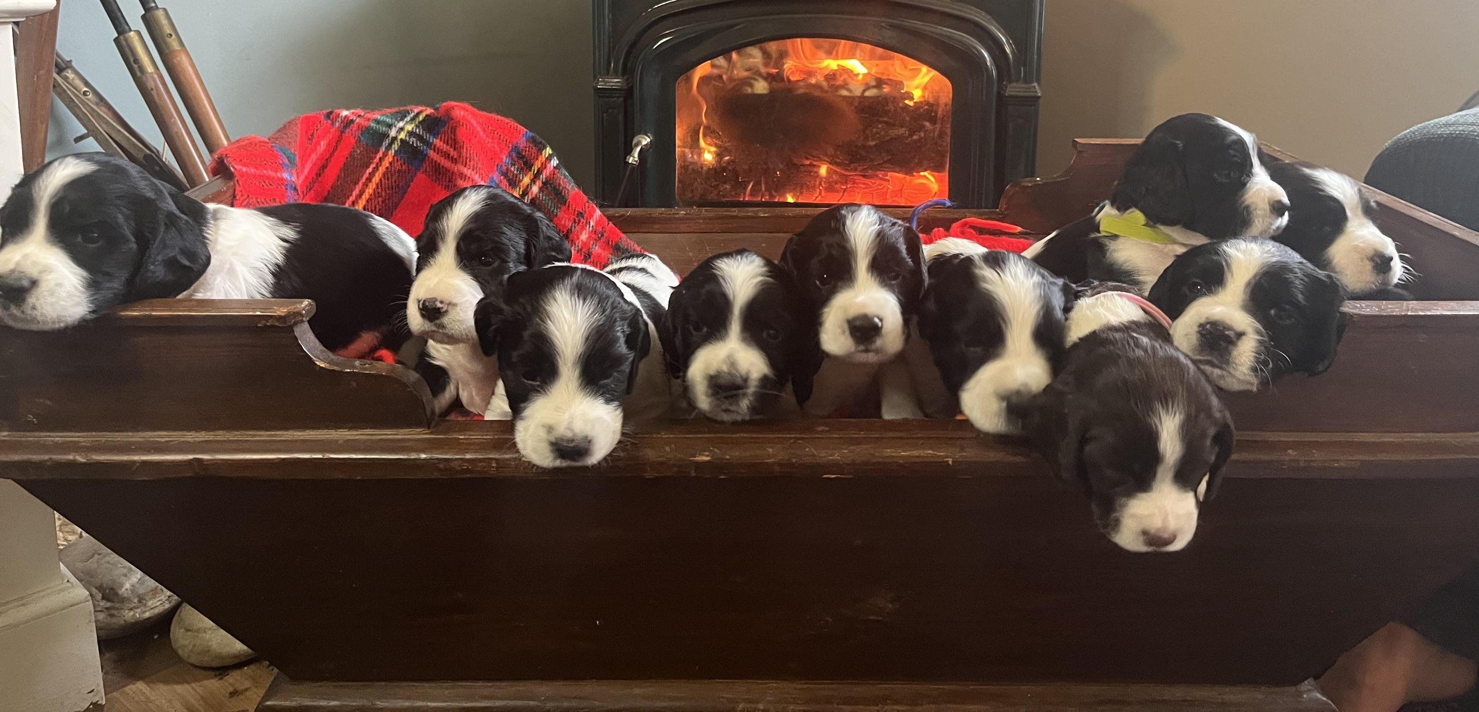 Maple Hill English Springer Spaniels in Oregon | English Springer ...