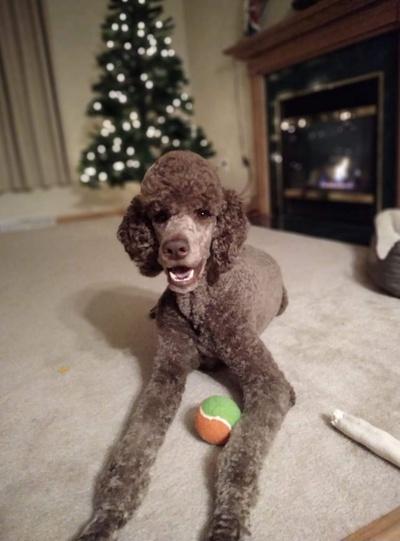 Amanda's Poodles in Wisconsin | Poodle puppies | Good Dog