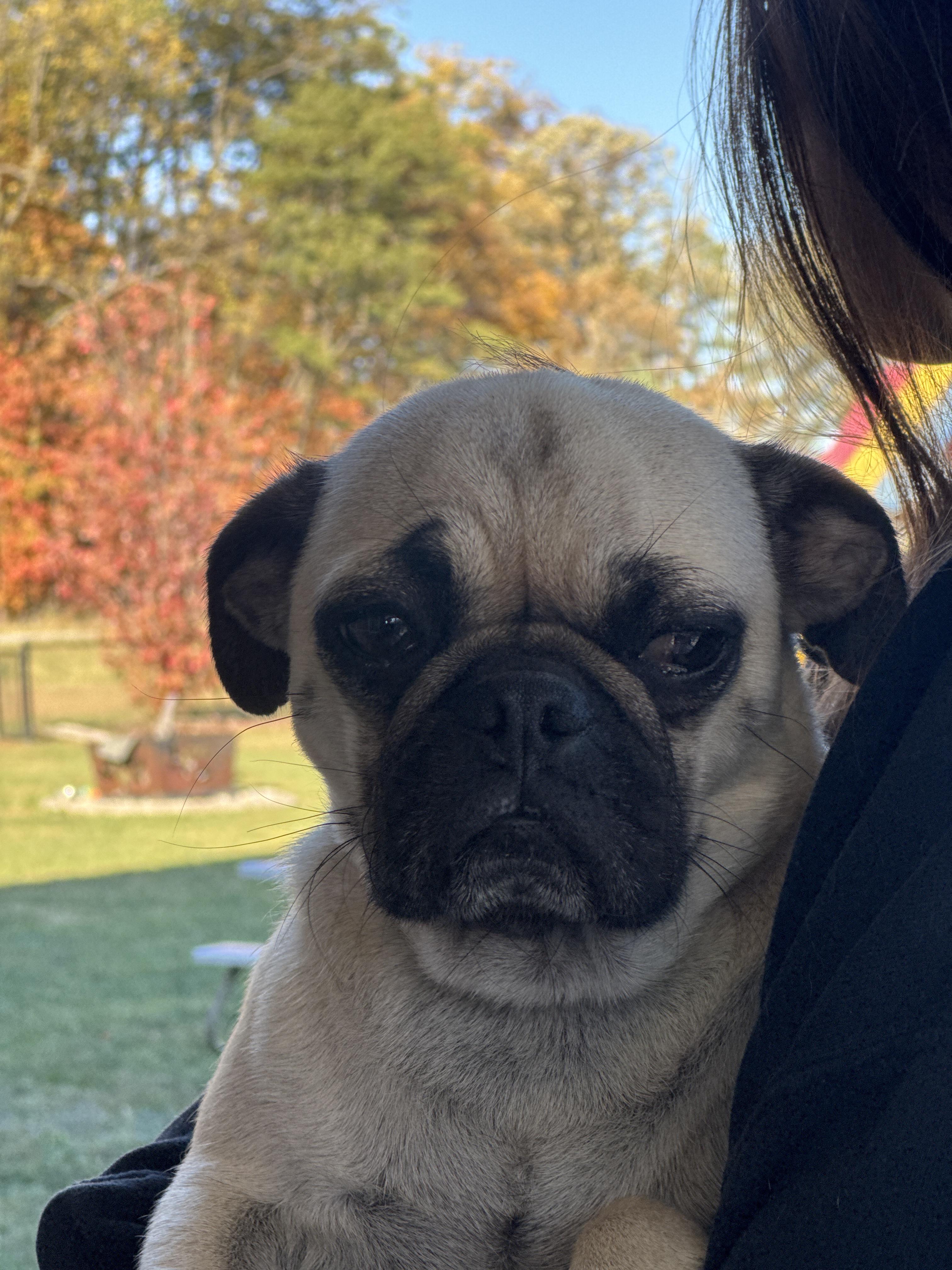 Eva's Pugs in Indiana | Pug puppies | Good Dog