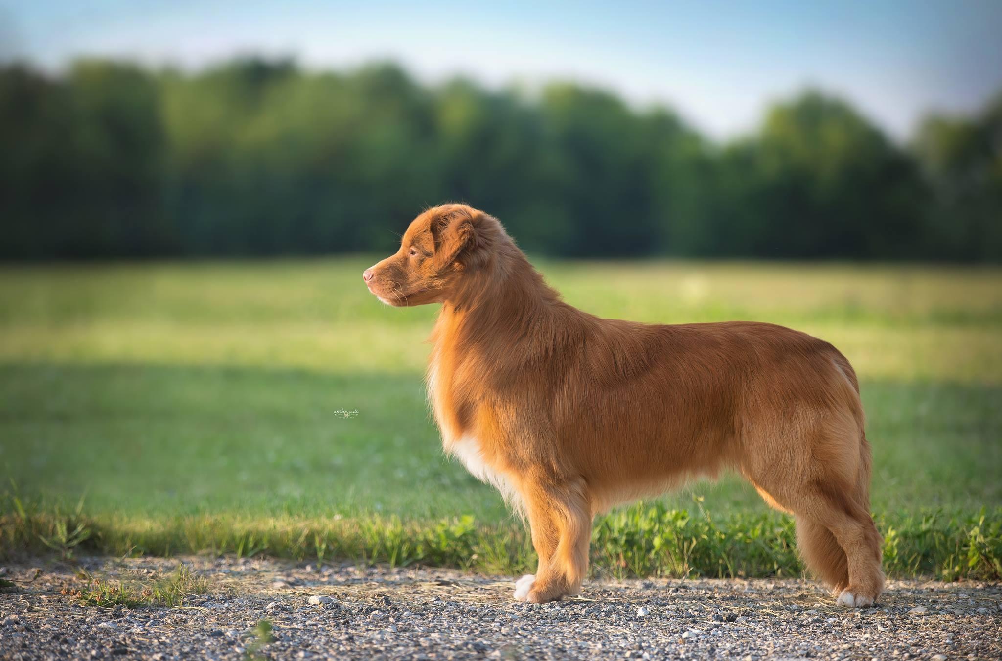 WyldeWater Tollers in Indiana | Nova Scotia Duck Tolling Retriever ...