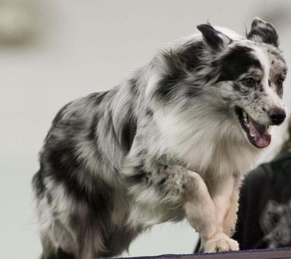 Kinematic Australian Shepherds in Minnesota | Australian Shepherd ...