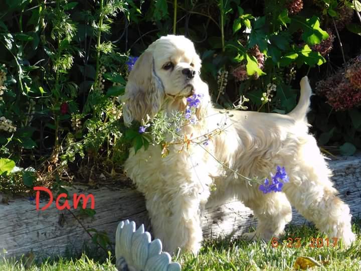 Doc's Cockers in Oregon | Cocker Spaniel puppies | Good Dog