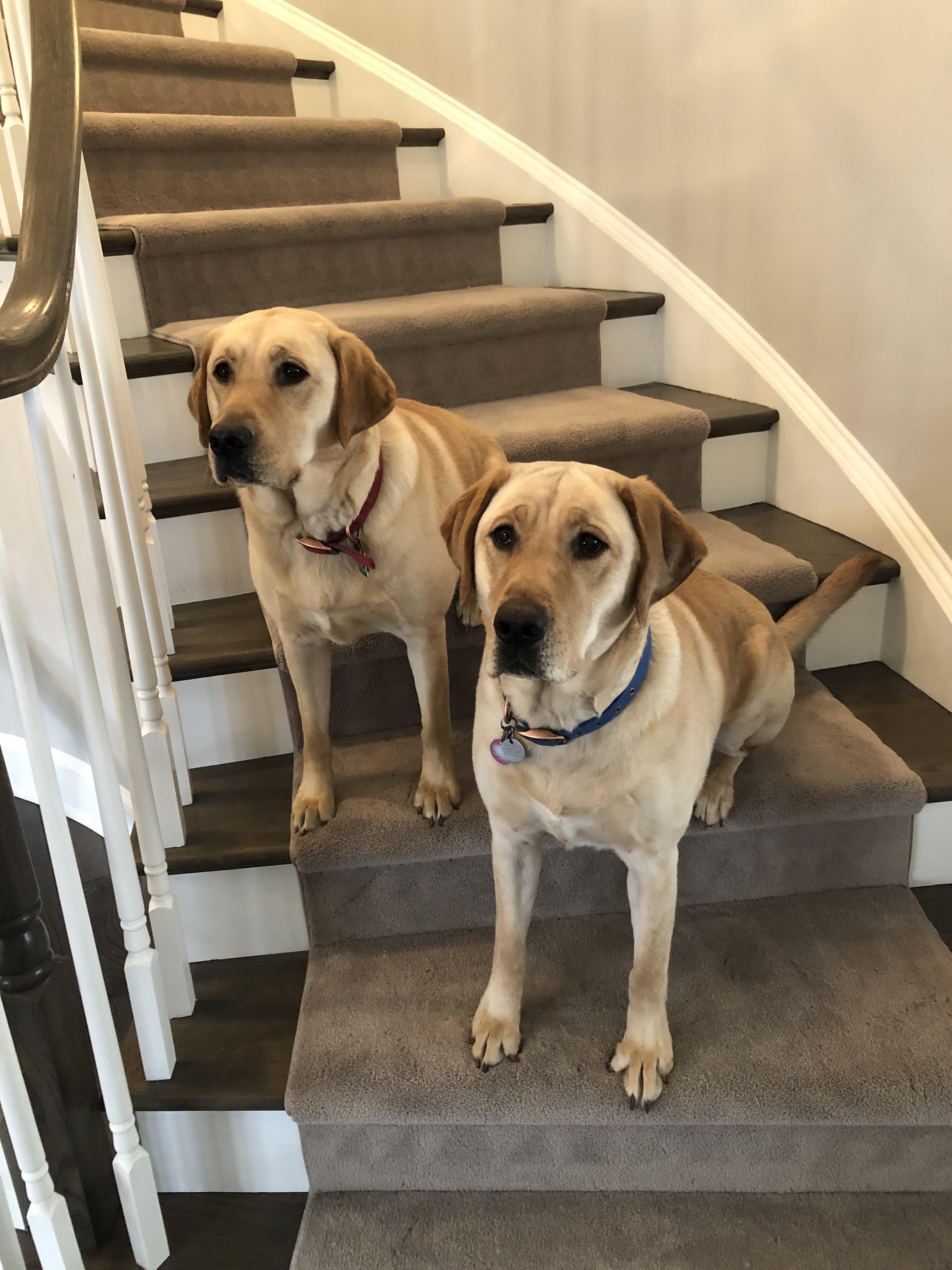 Royalty Retrievers in Pennsylvania | Labrador Retriever and Dilute ...